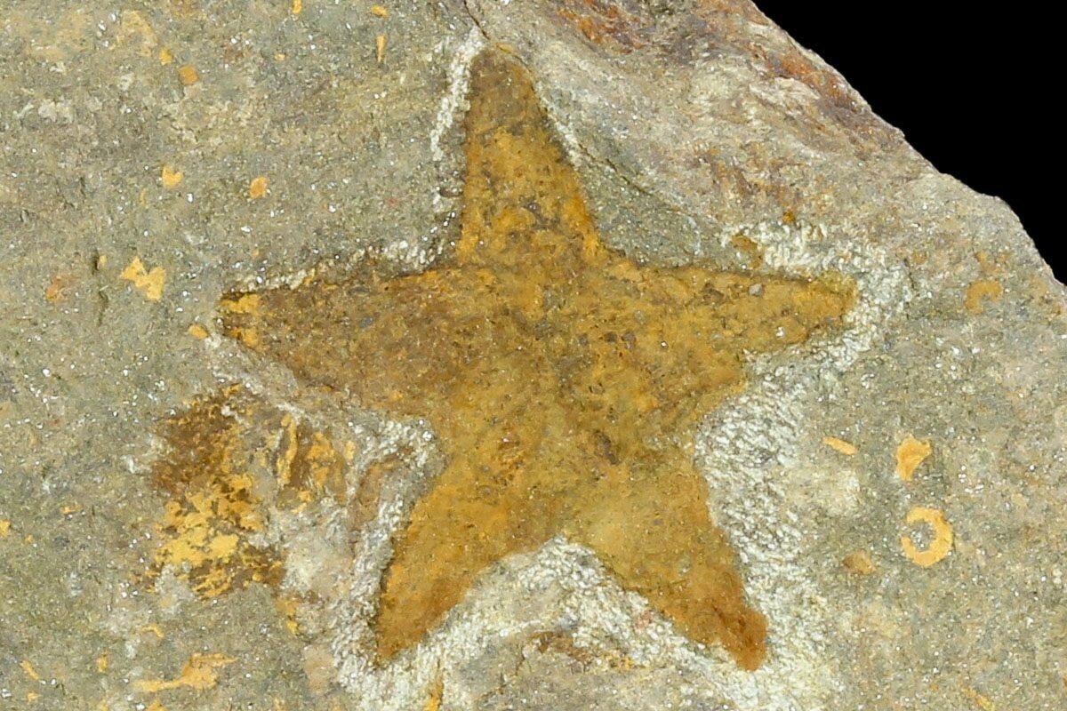 1" Ordovician Starfish (Petraster?) Fossil - Morocco (#118605) For Sale ...