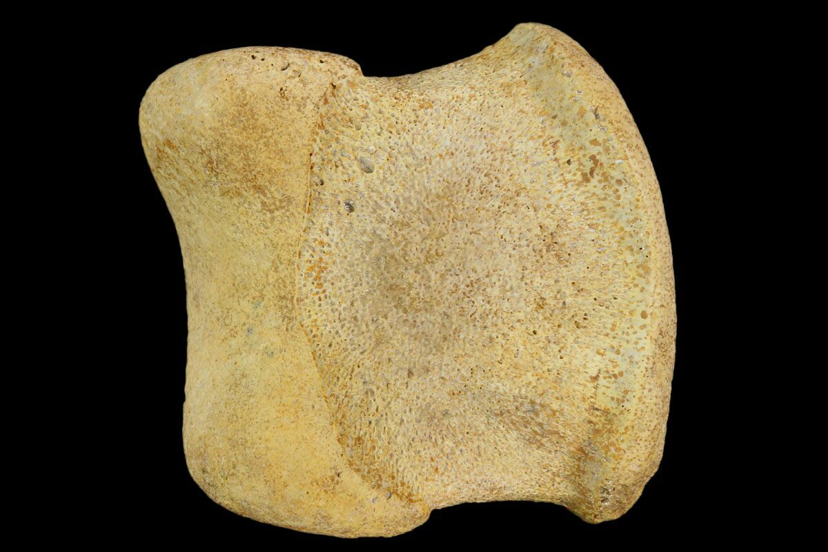 .97" Fossil Hadrosaur Phalange (Toe) Bone - Aguja Formation, Texas ...