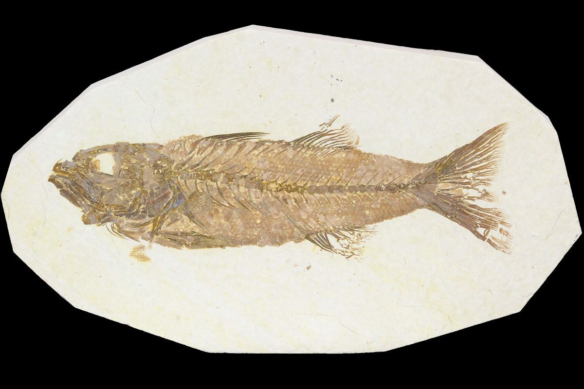 4.25" Fossil Fish (Mioplosus) - Uncommon Species (#122726) For Sale ...