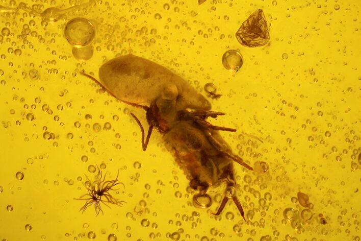 3mm Fossil Springtail (Collembola) In Baltic Amber (#123405) For Sale ...
