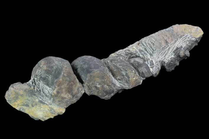 3.8" Devonian Gastropod Fossil - Issoumour, Morocco (#125492) For Sale ...