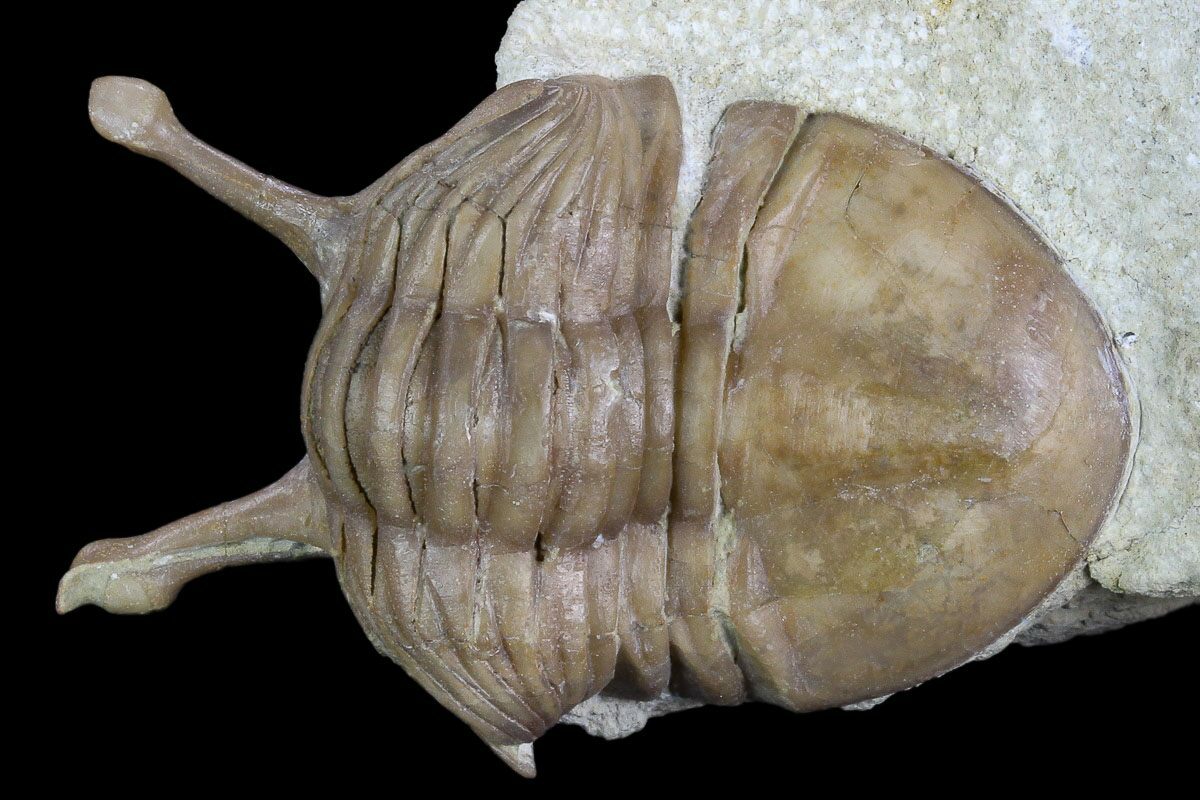 2" Stalk-Eyed Asaphus Kowalewskii Trilobite - Russia (#125660) For Sale ...