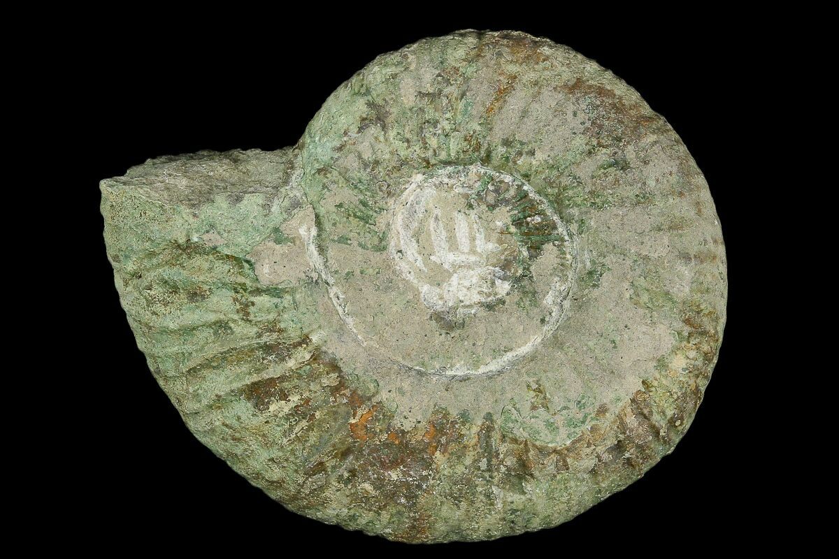 2" Green Ammonite (Orthosphinctes) Fossil - Germany (#125609) For Sale ...