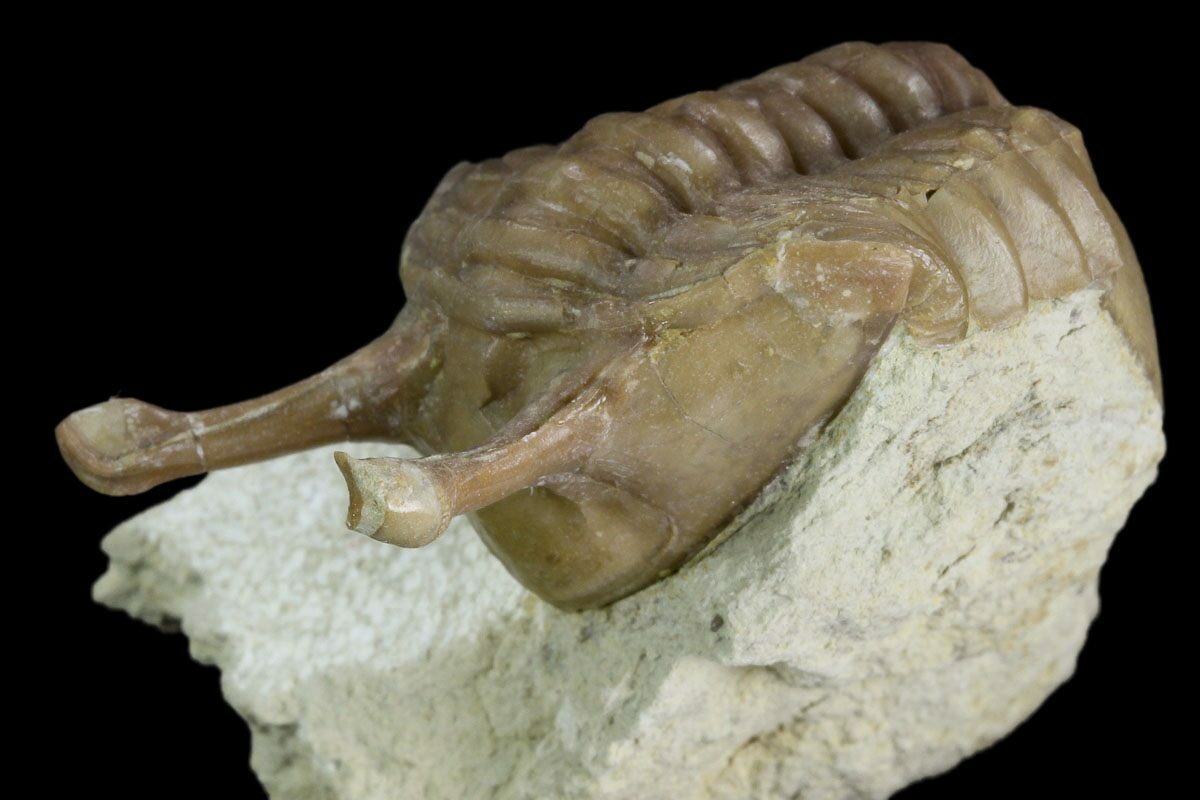 2" Stalk-Eyed Asaphus Kowalewskii Trilobite - Russia (#125636) For Sale ...