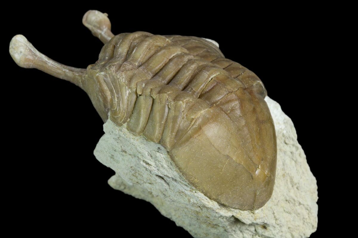 2" Stalk-Eyed Asaphus Kowalewskii Trilobite - Russia (#125636) For Sale ...