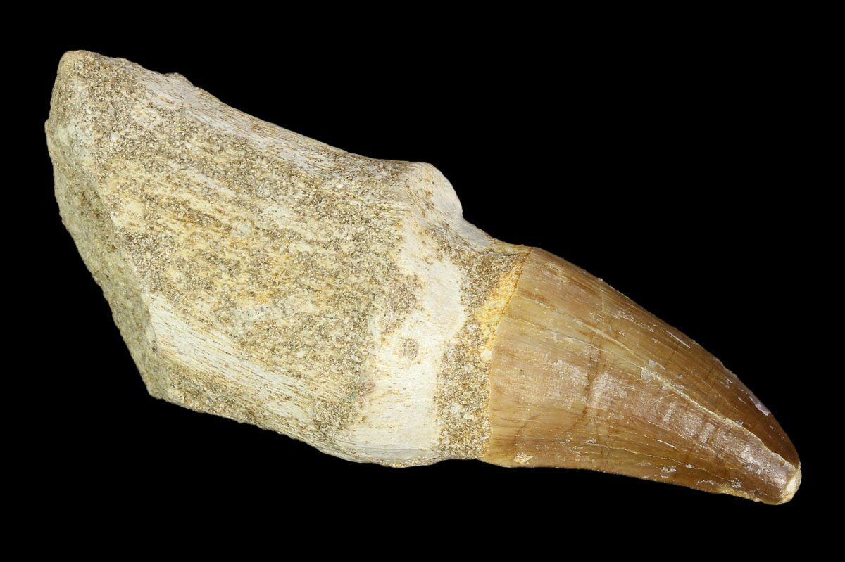 2.7" Fossil Rooted Mosasaur (Prognathodon) Tooth - Morocco (#116918 ...