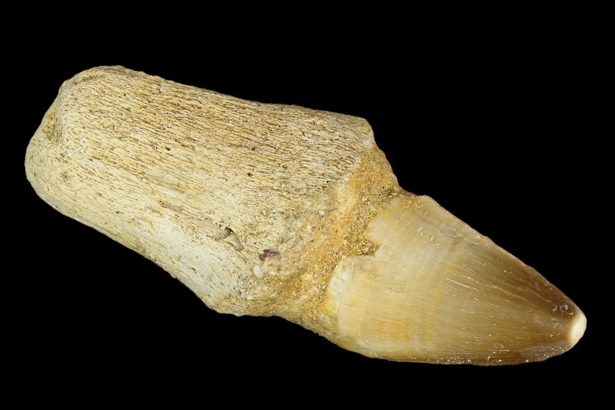 2.2" Fossil Rooted Mosasaur (Prognathodon) Tooth - Morocco (#116924 ...