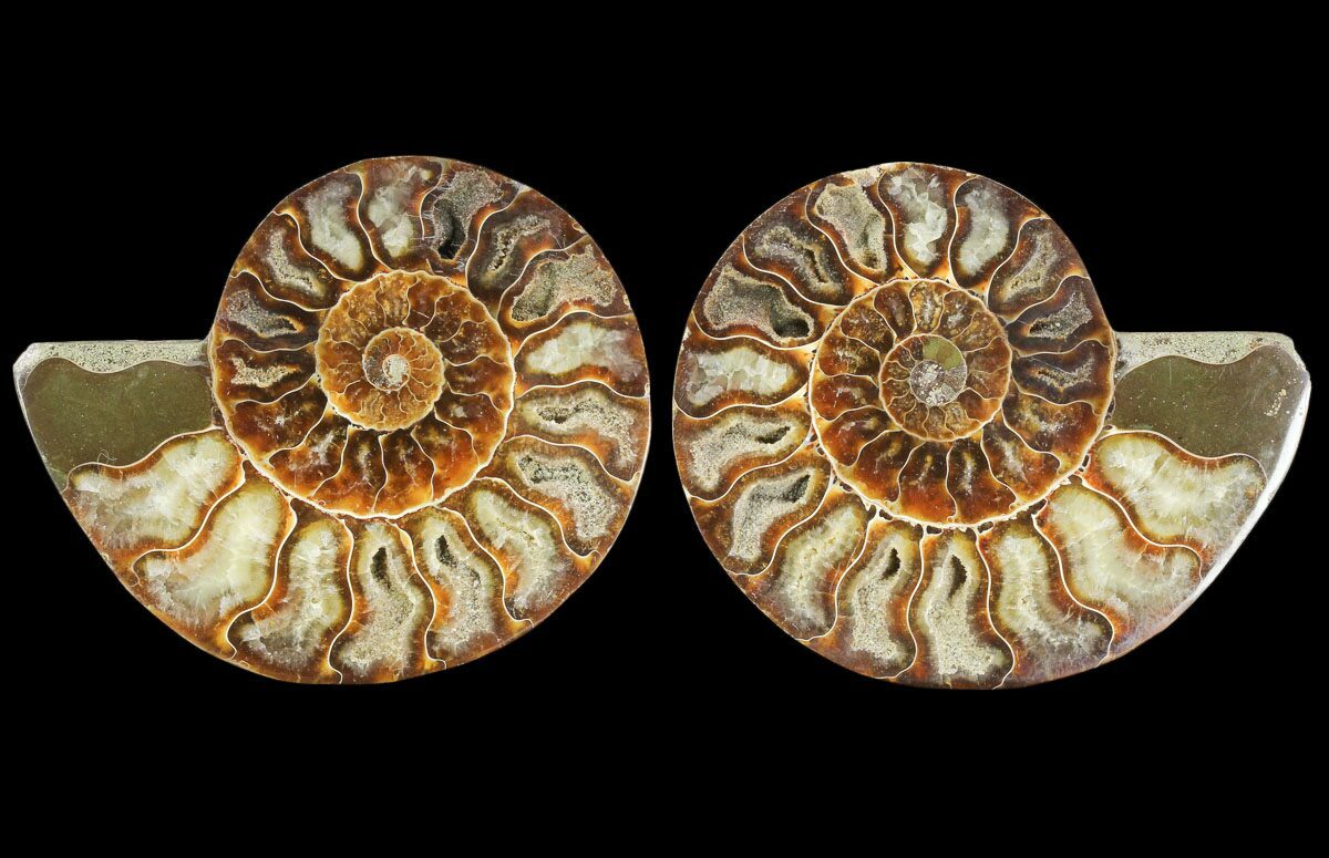 3.45" Sliced Ammonite Fossil - Agatized (#125039) For Sale - FossilEra.com