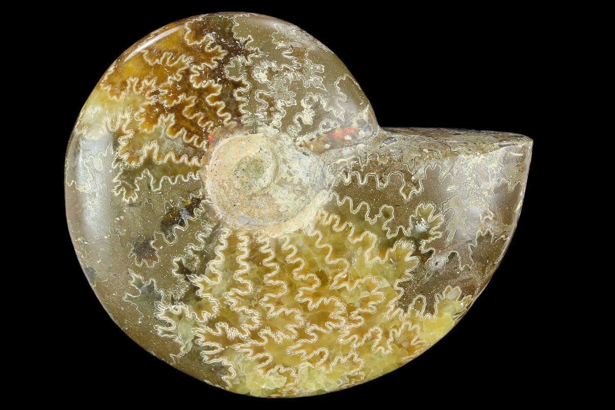 2.3" Polished, Agatized Ammonite (Cleoniceras) - Madagascar (#119138 ...