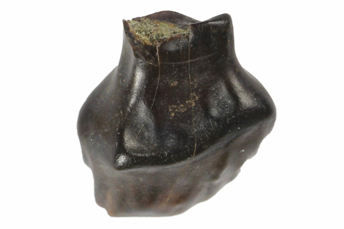 .34" Fossil Ankylosaur Tooth - Montana (#128529) For Sale - FossilEra.com