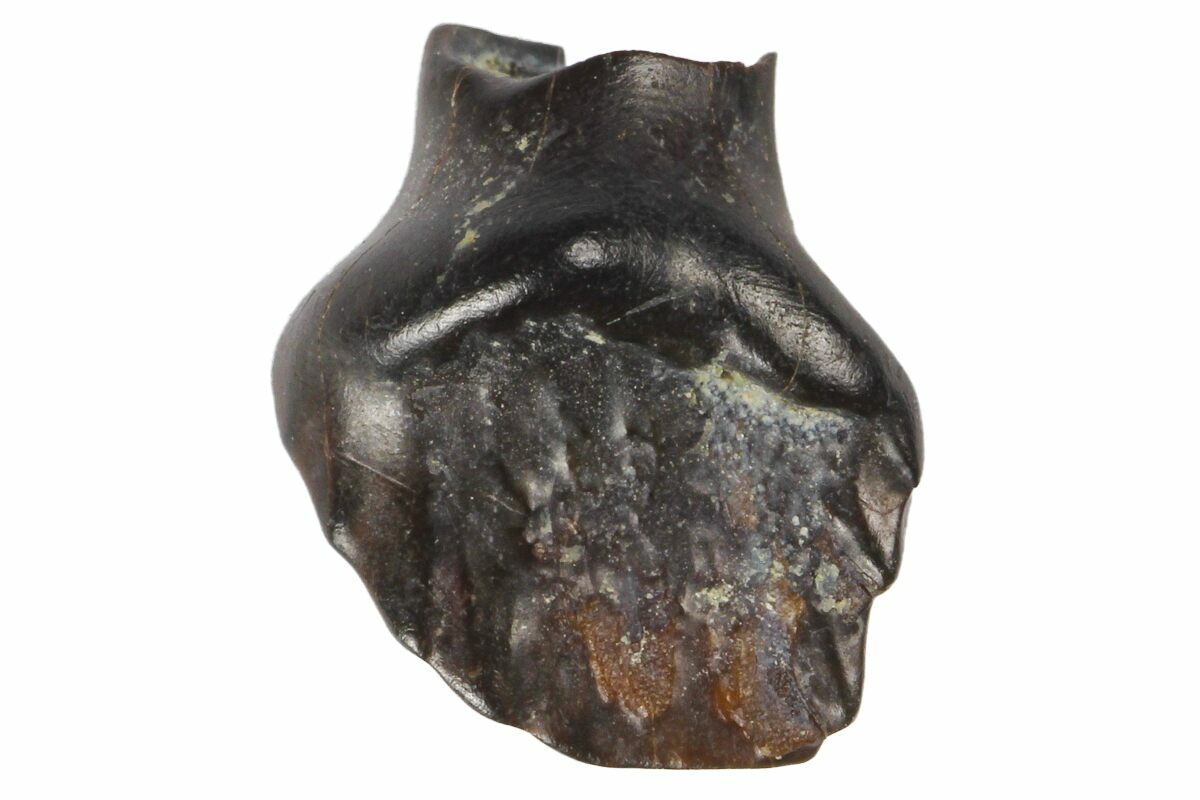 .34" Fossil Ankylosaur Tooth - Montana For Sale (#128529) - FossilEra.com