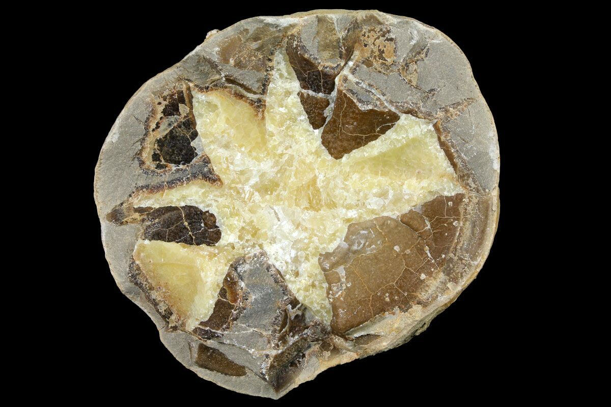 3.8" Yellow Calcite Filled Septarian Nodule Half - Utah For Sale ...
