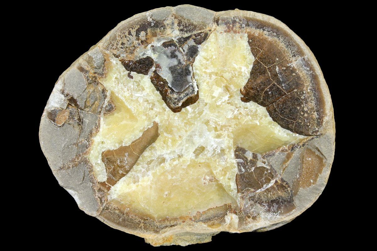 3.9" Yellow Calcite Filled Septarian Nodule Half - Utah For Sale ...