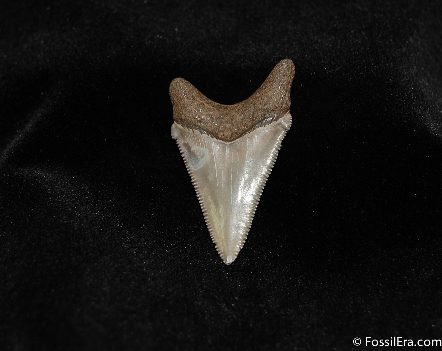 Angustiden Shark Tooth Fossil (#159) For Sale - FossilEra.com