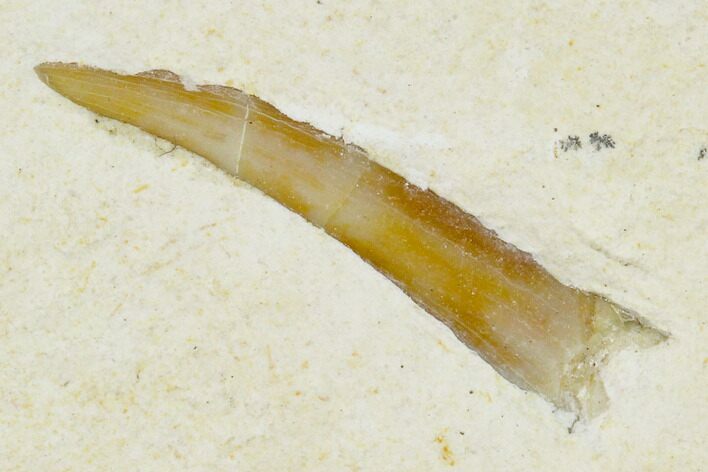 .43" Pterosaur (Rhamphorhynchus?) Tooth - Solnhofen Limestone (#129366 ...