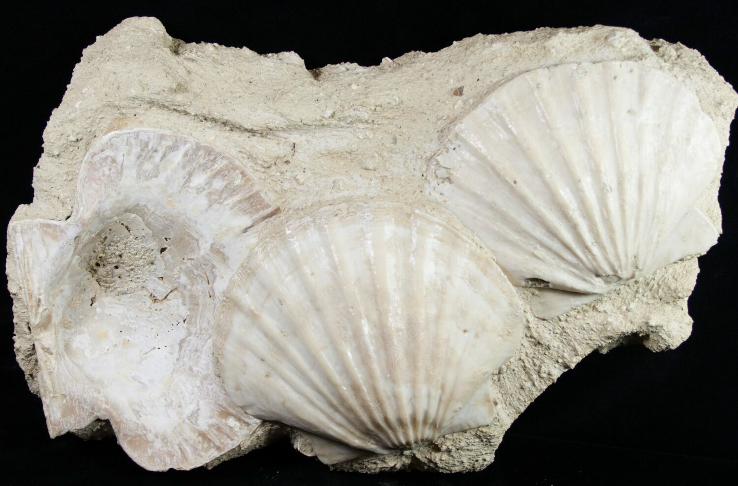 15x10" Miocene Aged Fossil Pectin Plate - France For Sale (#9050 ...