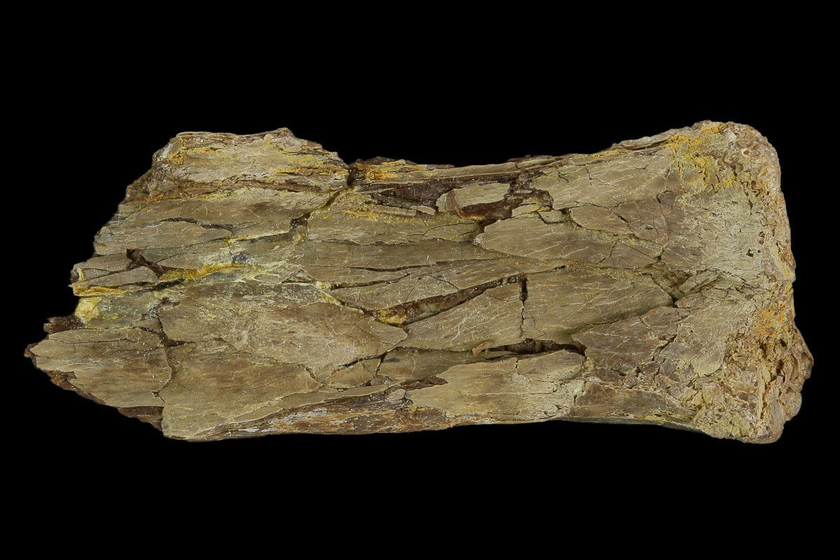 1.7" Fossil Pterosaur (Pteranodon) Phalange Section- Kansas For Sale ...