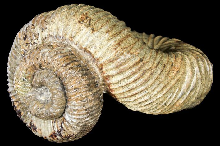 3.2" Fossil Heteromorph (Nostoceras) Ammonite - Madagascar (#129519 ...