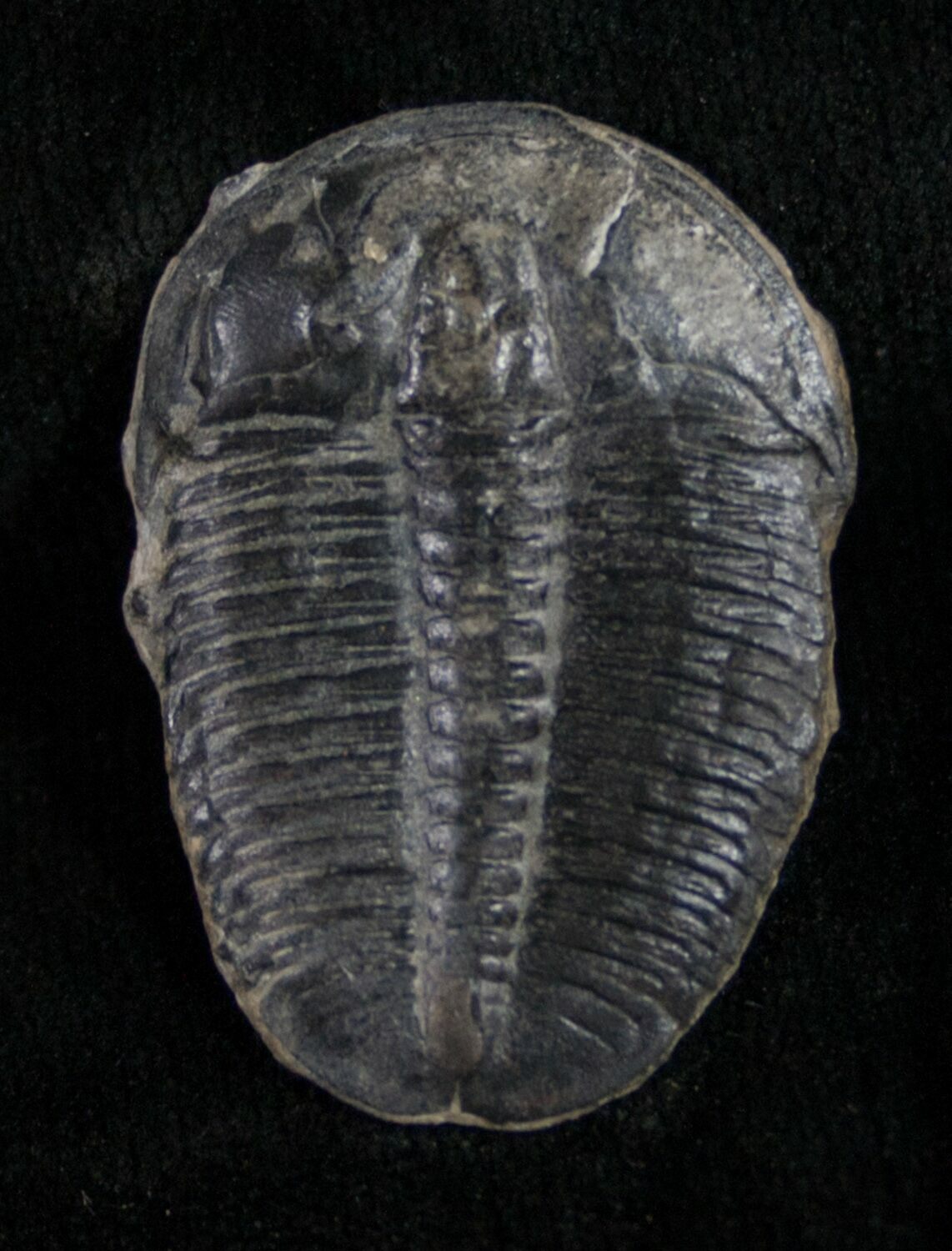 1.04" Elrathia Trilobite - Utah (#9156) For Sale - FossilEra.com