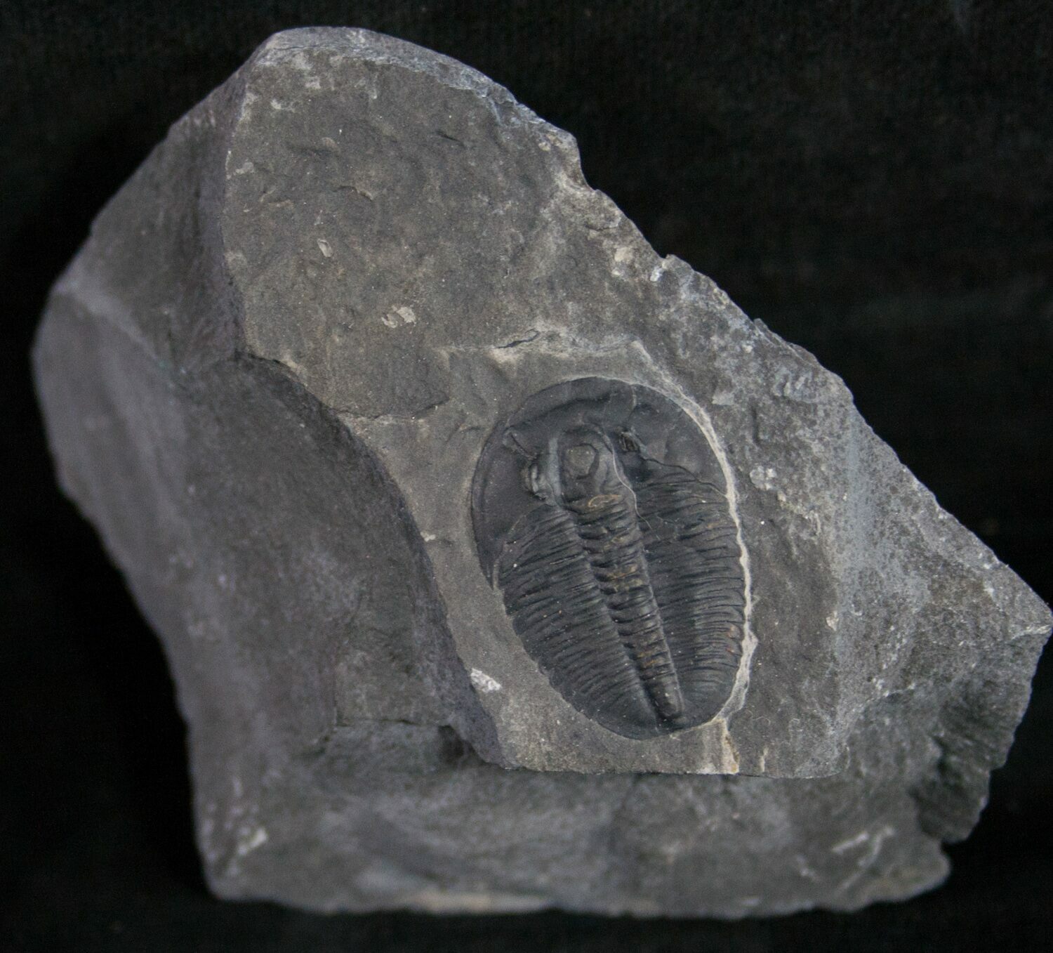 .83" Elrathia Trilobite - Air Abrasive Cleaned (#9186) For Sale ...