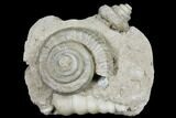 4.2" Plate of Gastropod (Euomphalus & Loxonema) Fossils - Iowa (#130297 ...