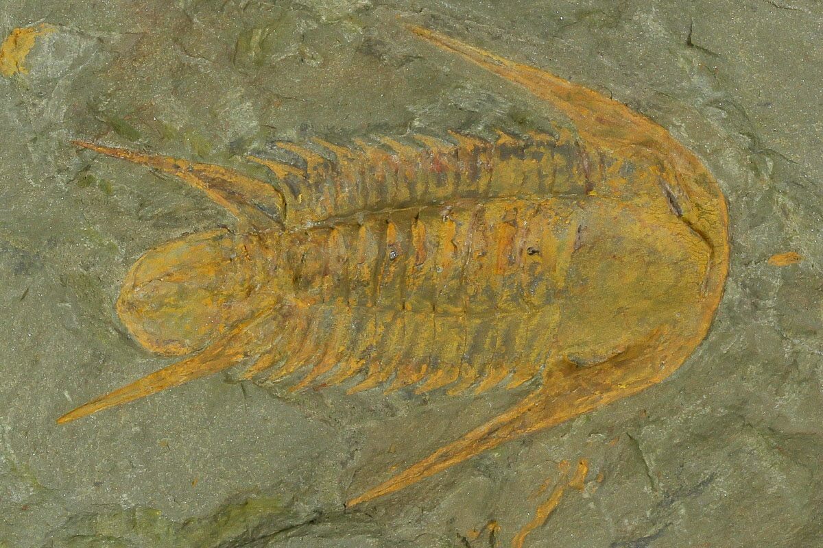 2.4" Unusual Myopsolenites Cambrian Trilobite - Tinjdad, Morocco ...