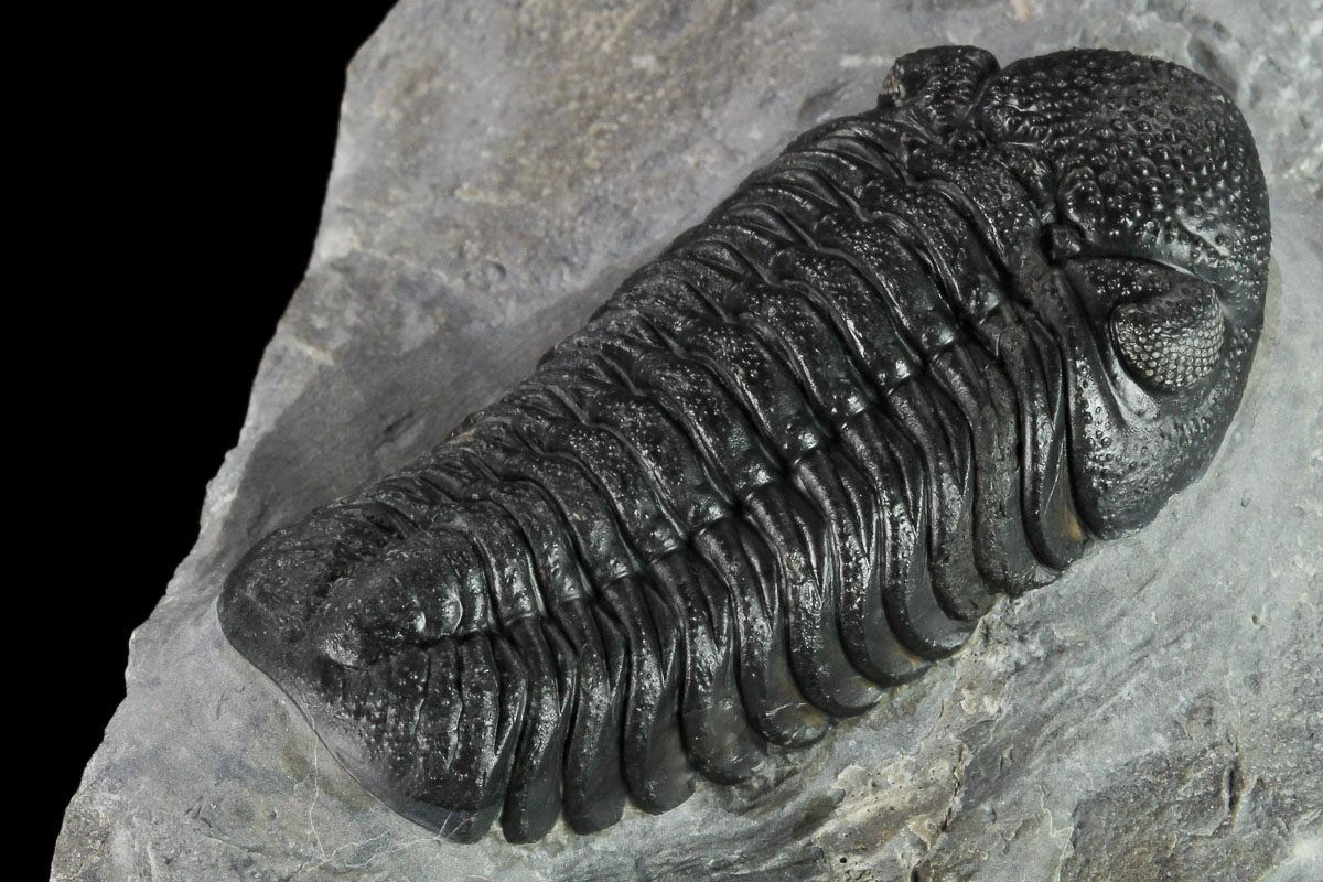 2.2" Detailed Morocops Trilobite - Ofaten, Morocco (#132253) For Sale ...