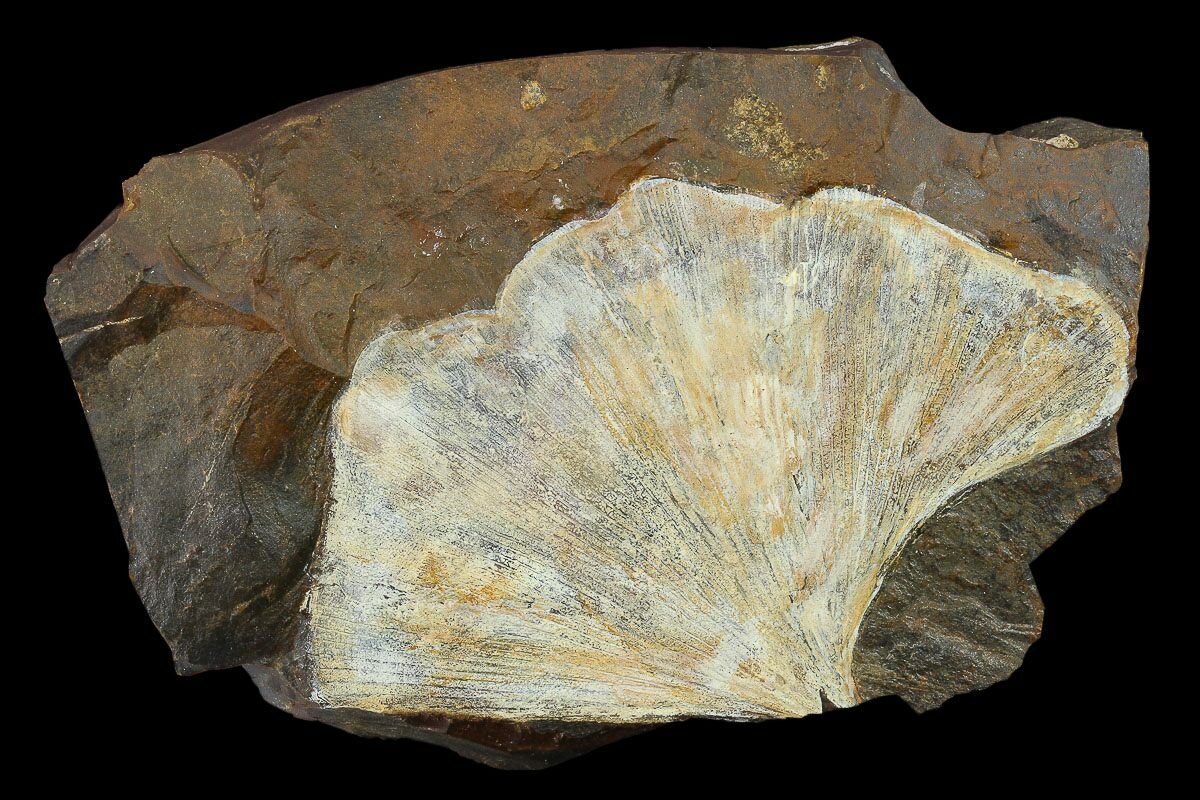 3.7" Fossil Ginkgo Leaf From North Dakota - Paleocene (#132549) For ...