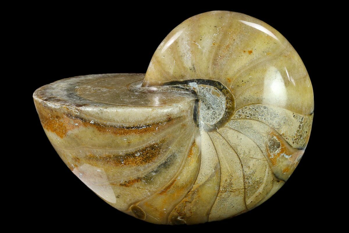 4.5" Polished Fossil Nautiloid (Cymatoceras) - Madagascar (#133188) For ...