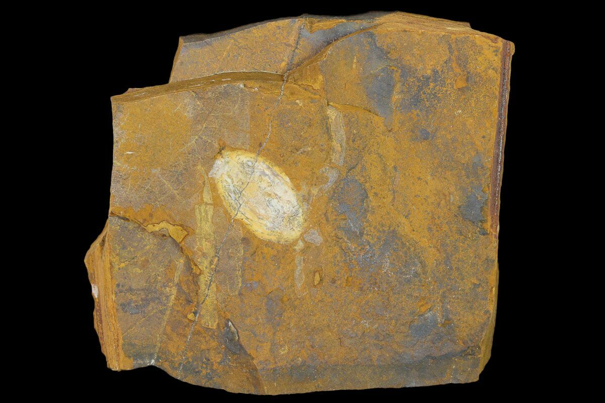 .56" Paleocene Fossil Seed Pod - North Dakota (#133023) For Sale ...