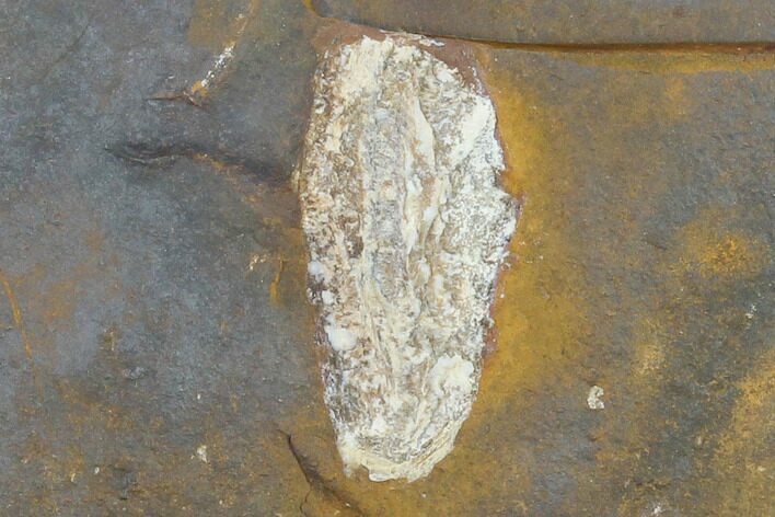 .72" Paleocene Fossil Seed Pod - North Dakota (#133036) For Sale ...