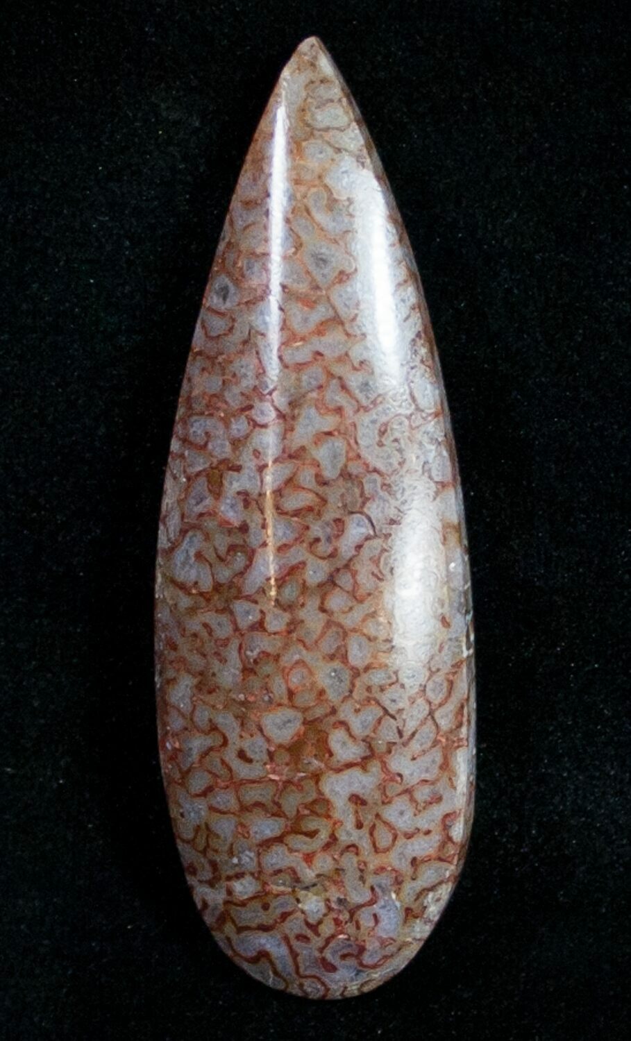 Colorado Agatized Dinosaur Bone Cab (#9381) For Sale - FossilEra.com