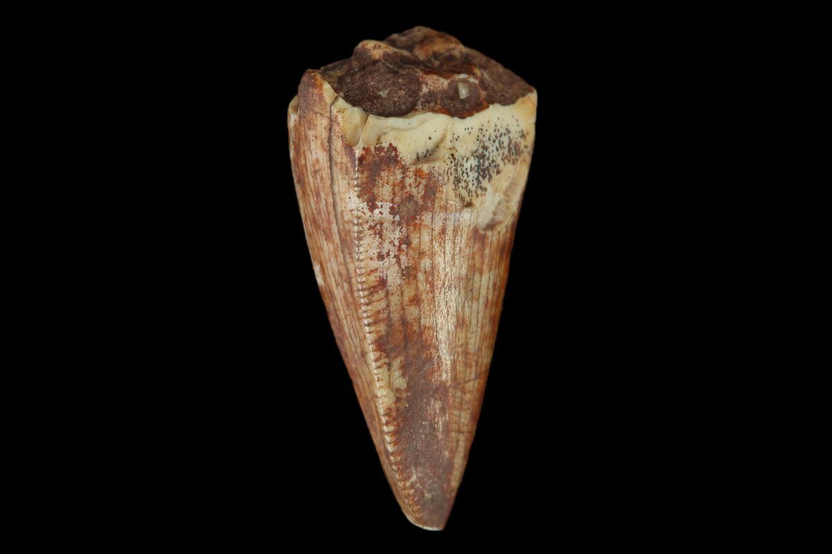 .61" Fossil Phytosaur Tooth - New Mexico (#133344) For Sale - FossilEra.com