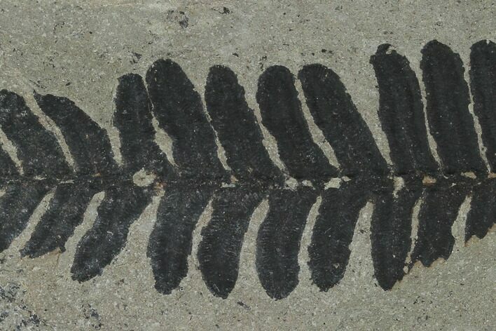 3.7" Pennsylvanian Seed Fern (Alethopteris) Fossil - Oklahoma (#133636 ...