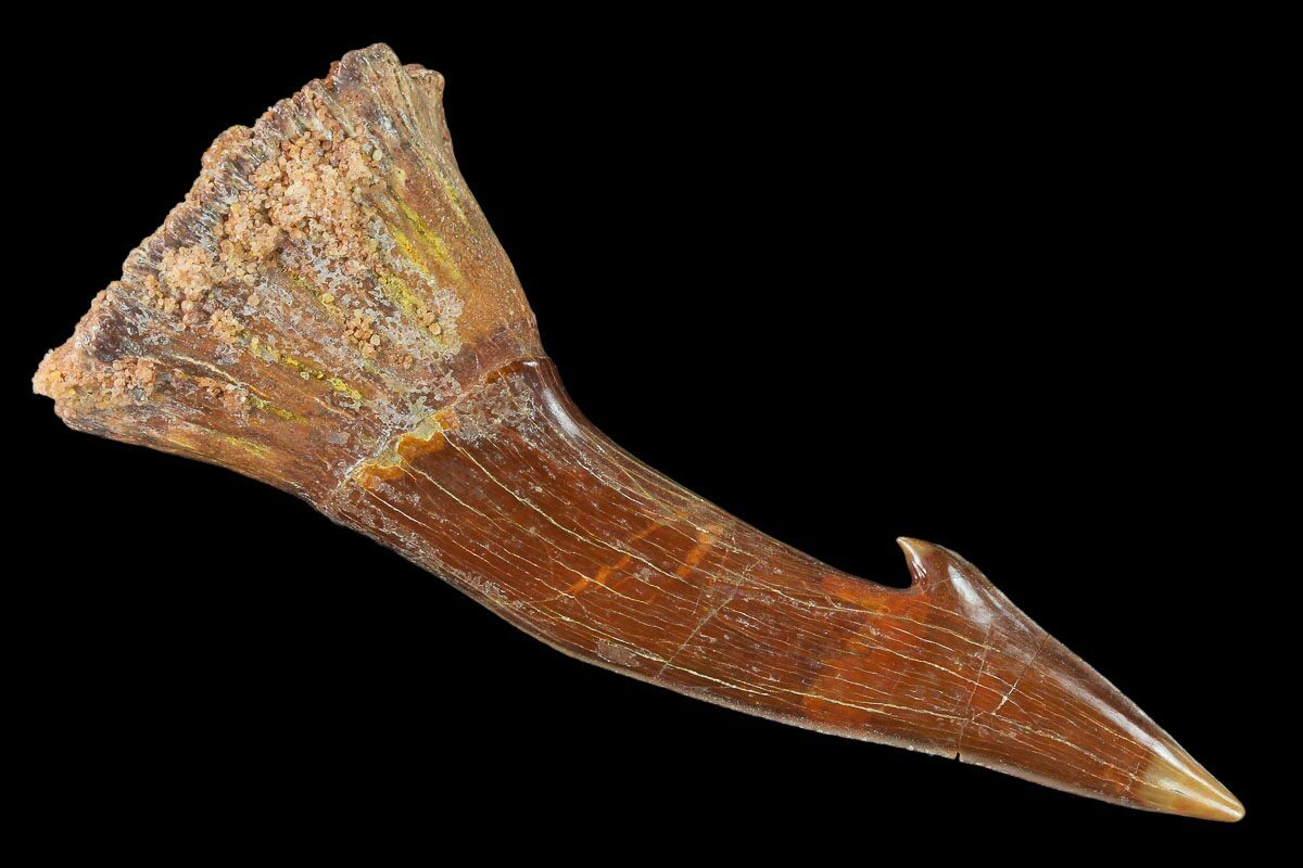 3.1" Fossil Sawfish (Onchopristis) Rostral Barb - Excellent Specimen ...
