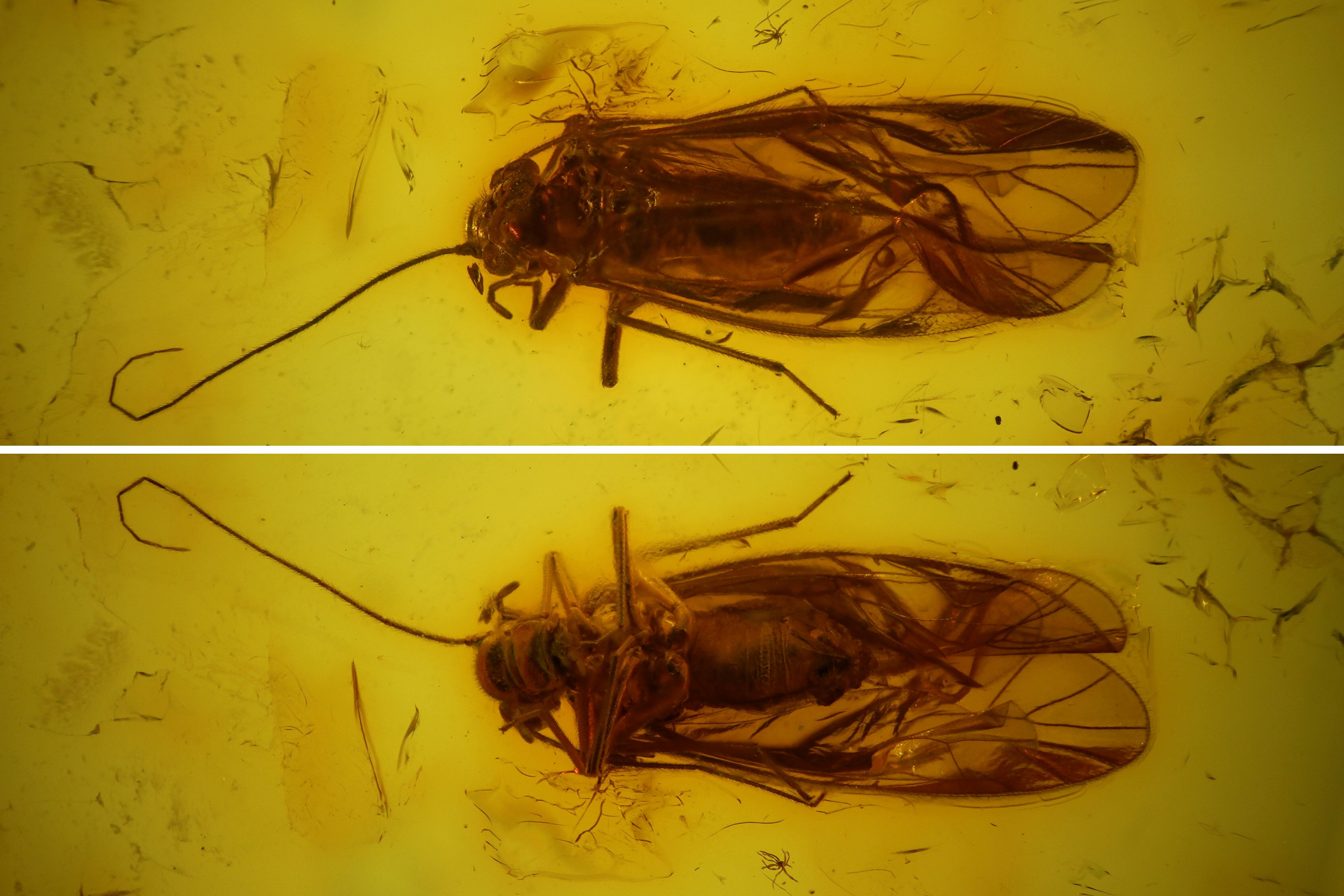 Detailed Fossil Barklouse (Psocoptera) In Baltic Amber (#135066) For ...