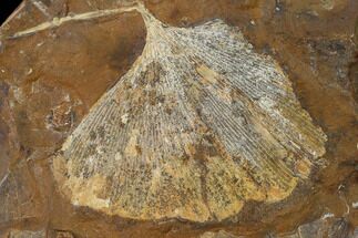 Early Cretaceous Ptilophyllum Leaf With Ginkgo - Germany For Sale ...