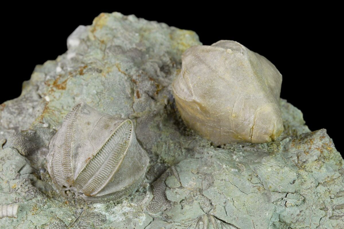 3.6" Multiple Blastoid (Pentremites) Plate - Illinois (#135610) For ...