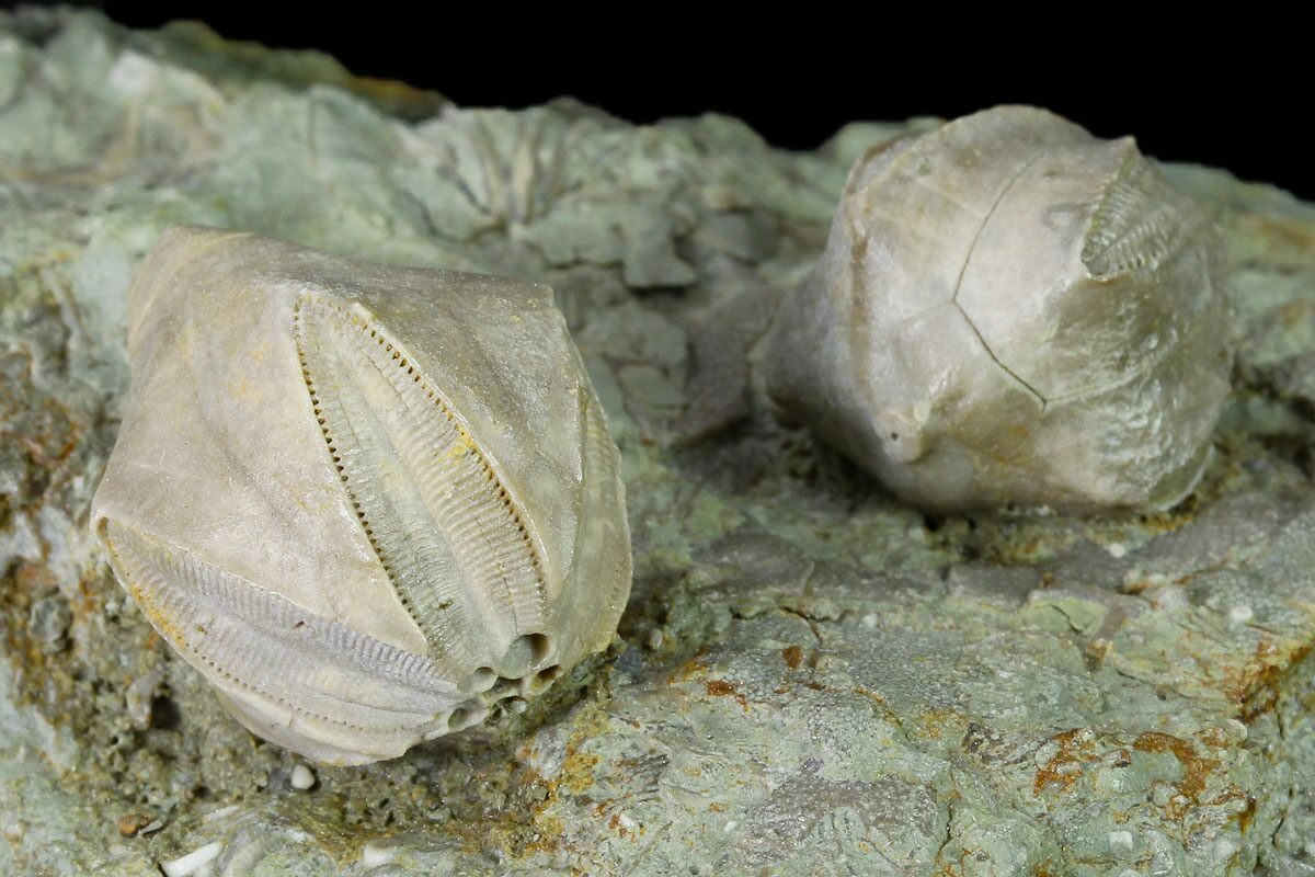 3.6" Multiple Blastoid (Pentremites) Plate - Illinois (#135610) For ...