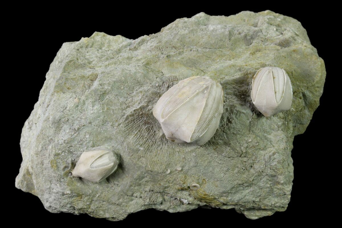 3.7" Multiple Blastoid (Pentremites) Plate - Illinois (#135611) For ...