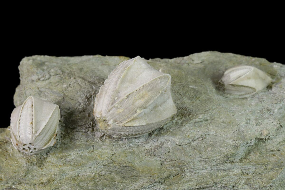 3.7" Multiple Blastoid (Pentremites) Plate - Illinois (#135611) For ...