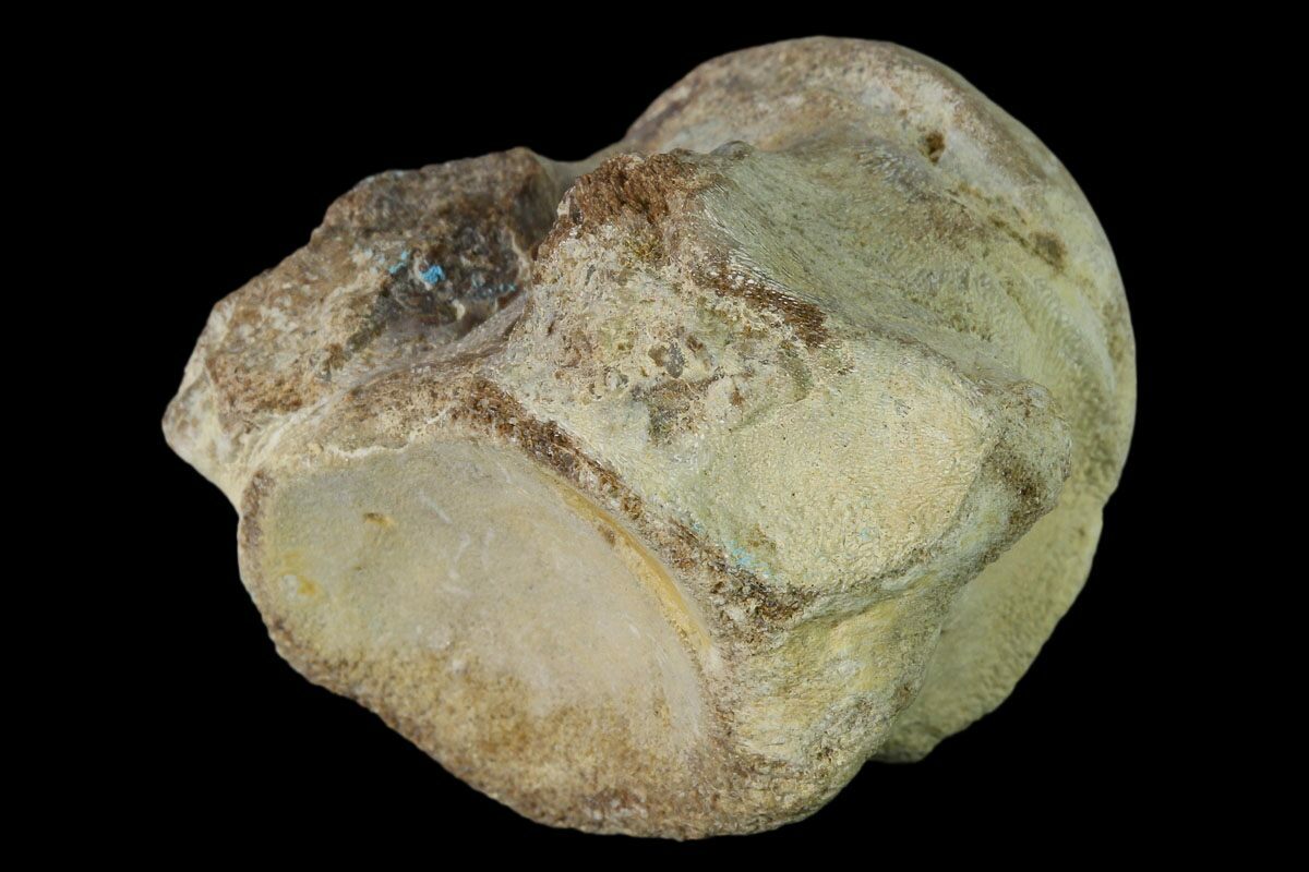 1.65" Fossil Mosasaur (Clidastes) Cervical Vertebra - Kansas For Sale ...