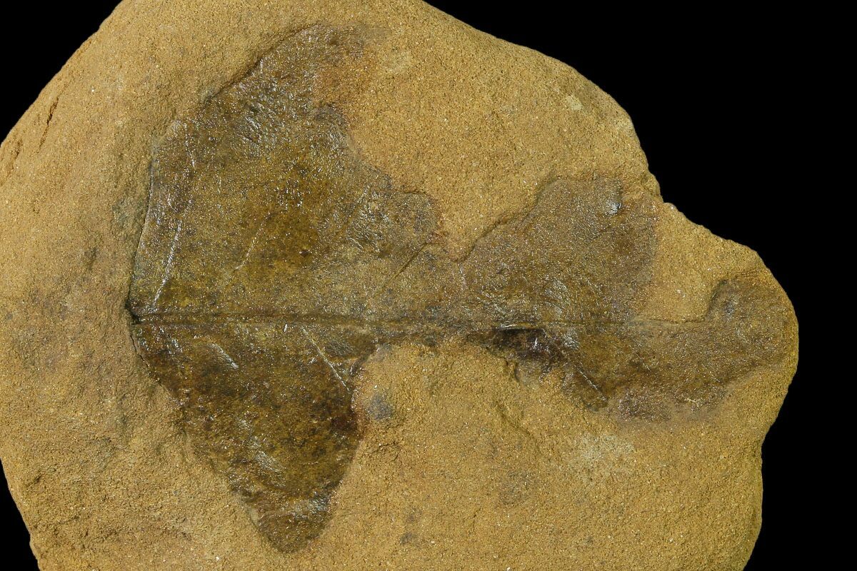 2.7" Cretaceous Fossil Leaf (Viburnum) - Kansas (#136446) For Sale ...