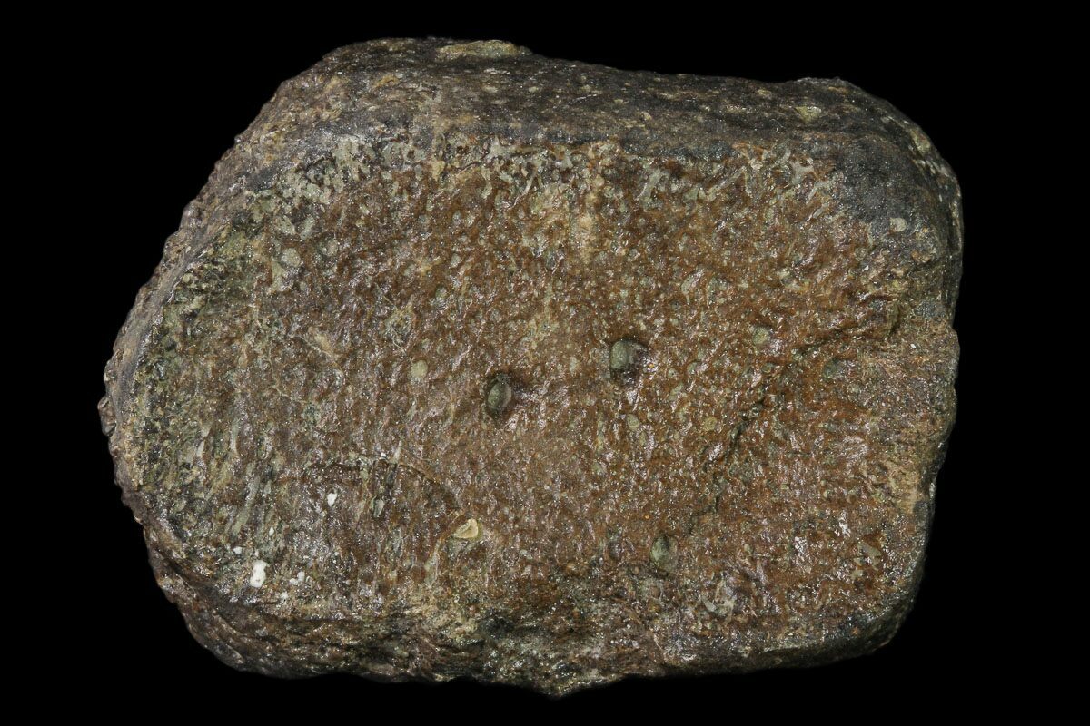 1.7" Fossil Ichthyosaur (Opthalmosaurus) Flipper Digit - England ...