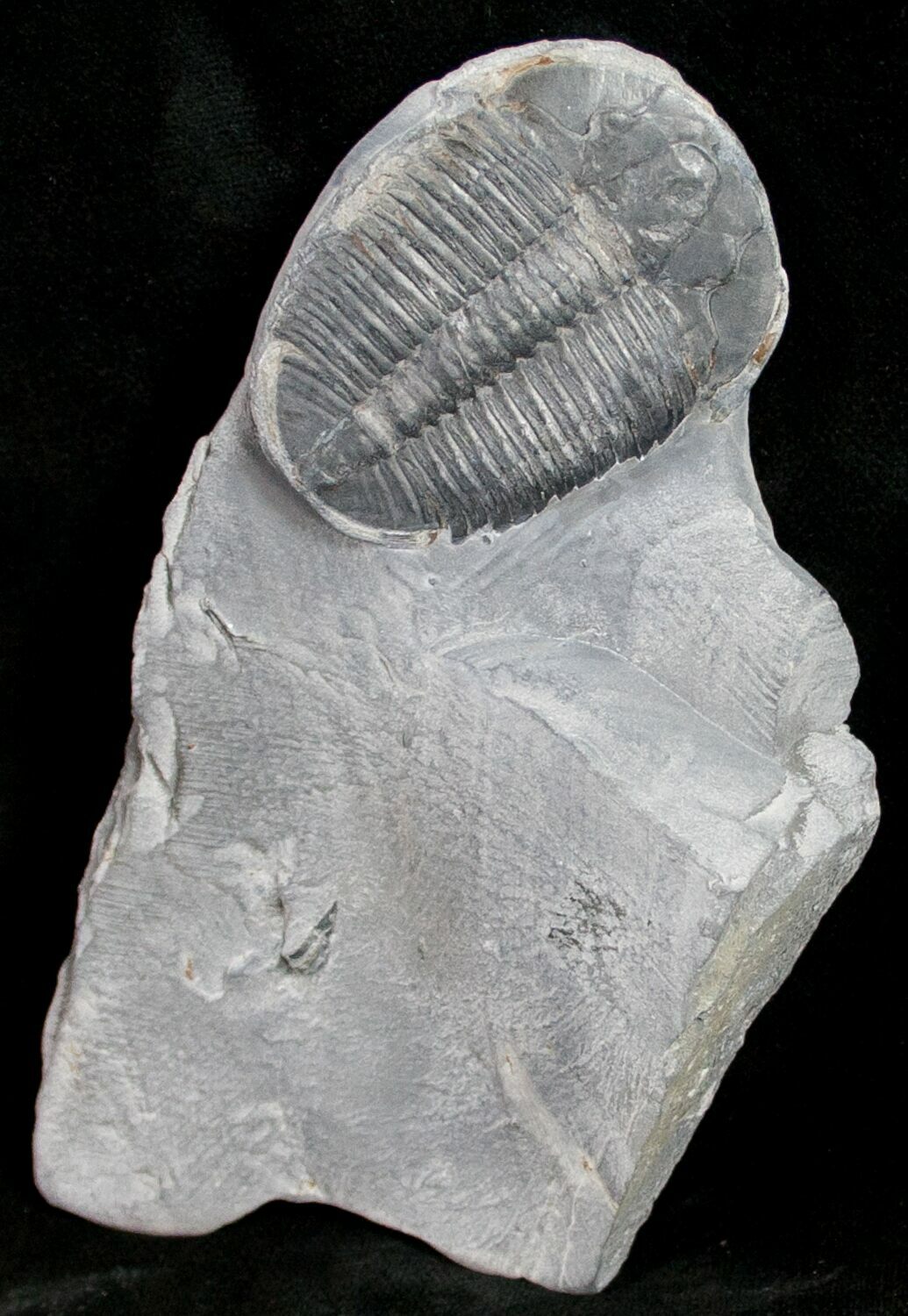 Large 1.65" Elrathia Trilobite In Matrix (#9561) For Sale - FossilEra.com