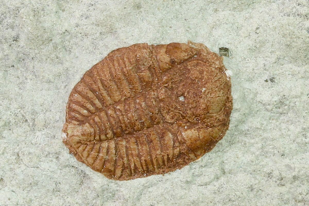 .45" Ordovician Trilobite (Ampyxina) Fossil - Missouri (#137251) For ...