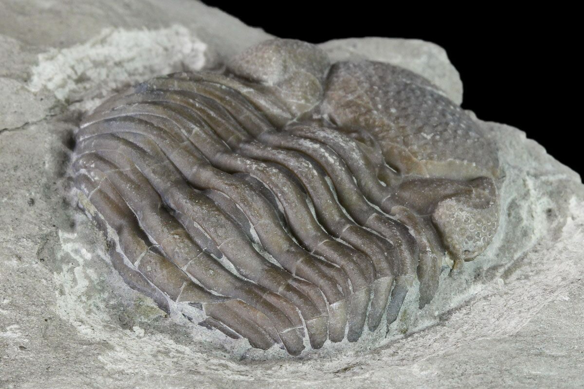Bargain, 1.29" Wide Enrolled Eldredgeops Trilobite - Silica Shale ...