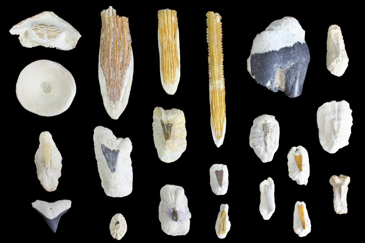 Miocene, Bone Valley Fossil Lot - Florida For Sale (#137353 ...