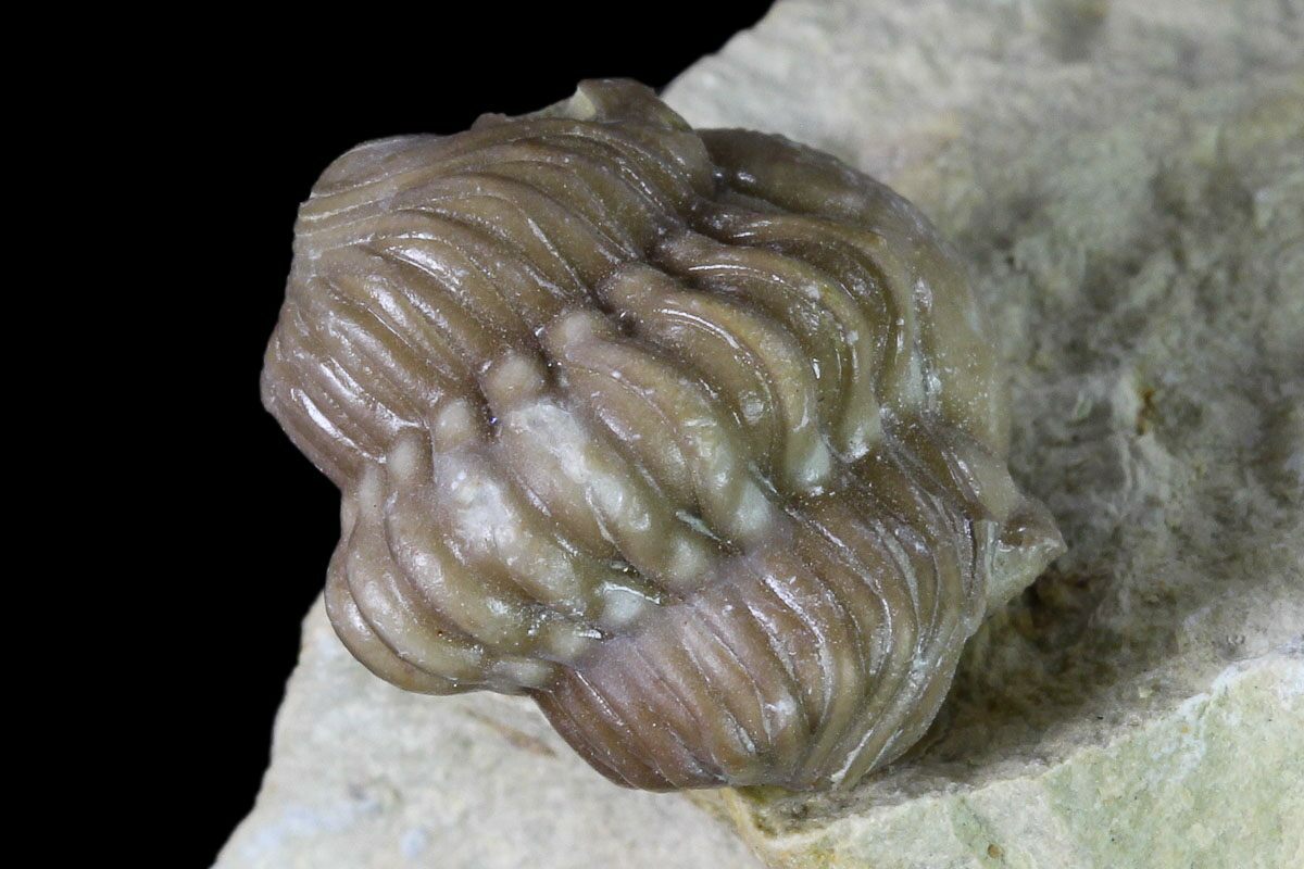 Bargain, Enrolled Kainops Trilobites - Oklahoma (#137472) For Sale ...