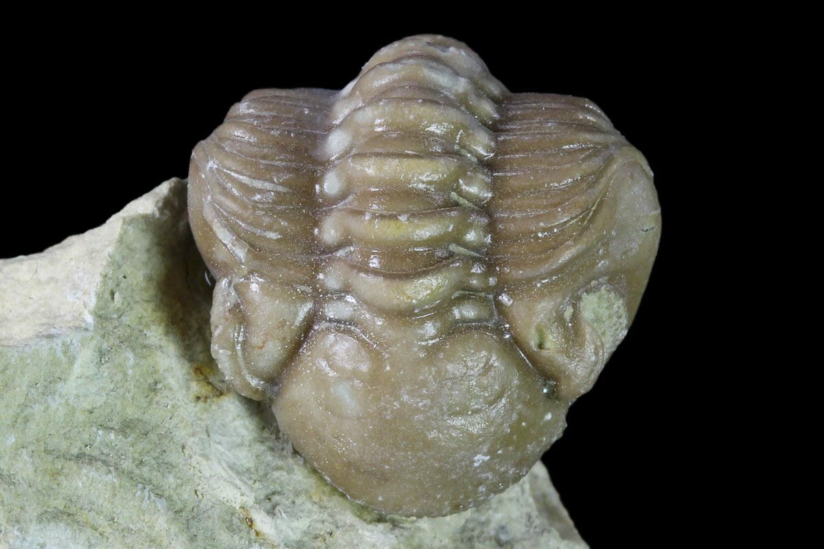 Bargain, Enrolled Kainops Trilobites - Oklahoma (#137472) For Sale ...